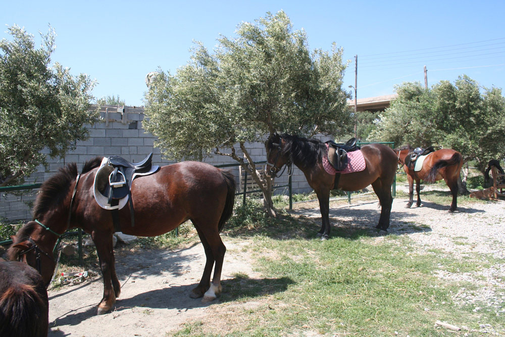 Our Horses – Crete Horse Riding